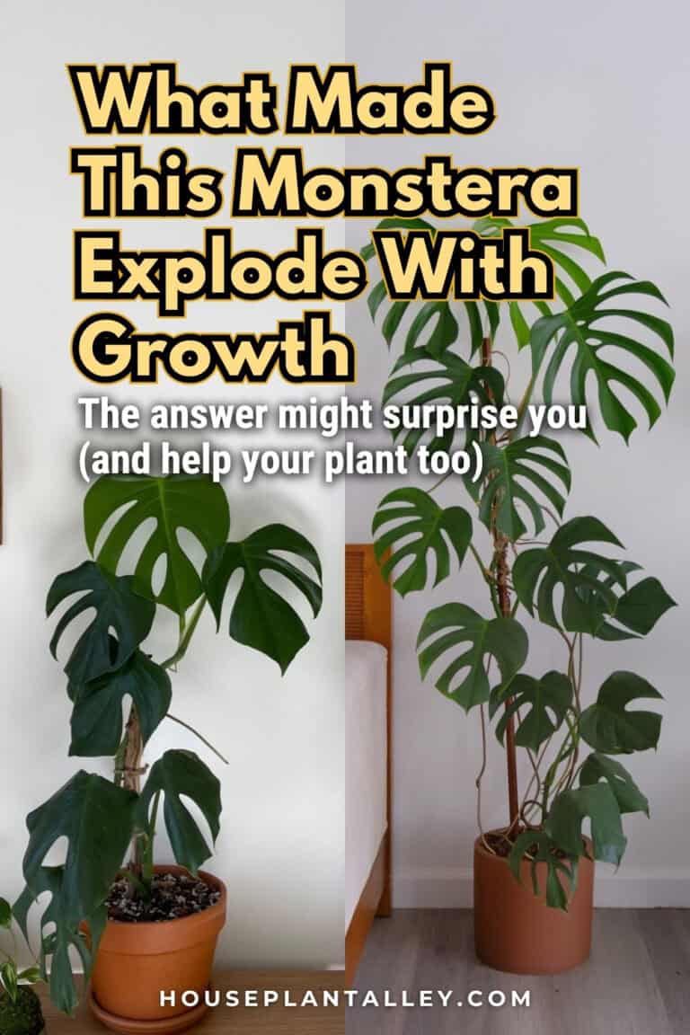 How Fast Do Monstera Grow? | Houseplant Alley