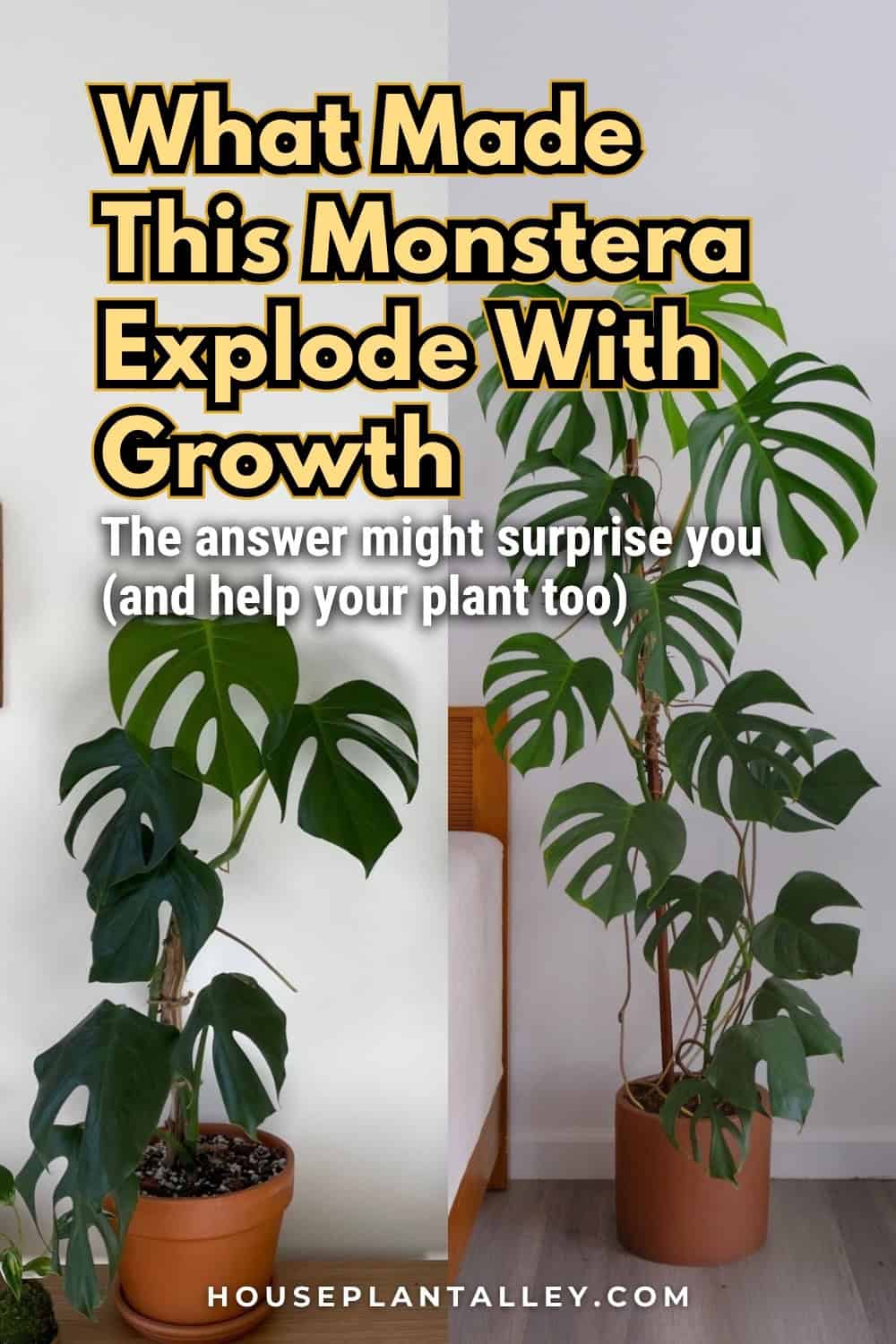 How Fast Do Monstera Grow? | Houseplant Alley