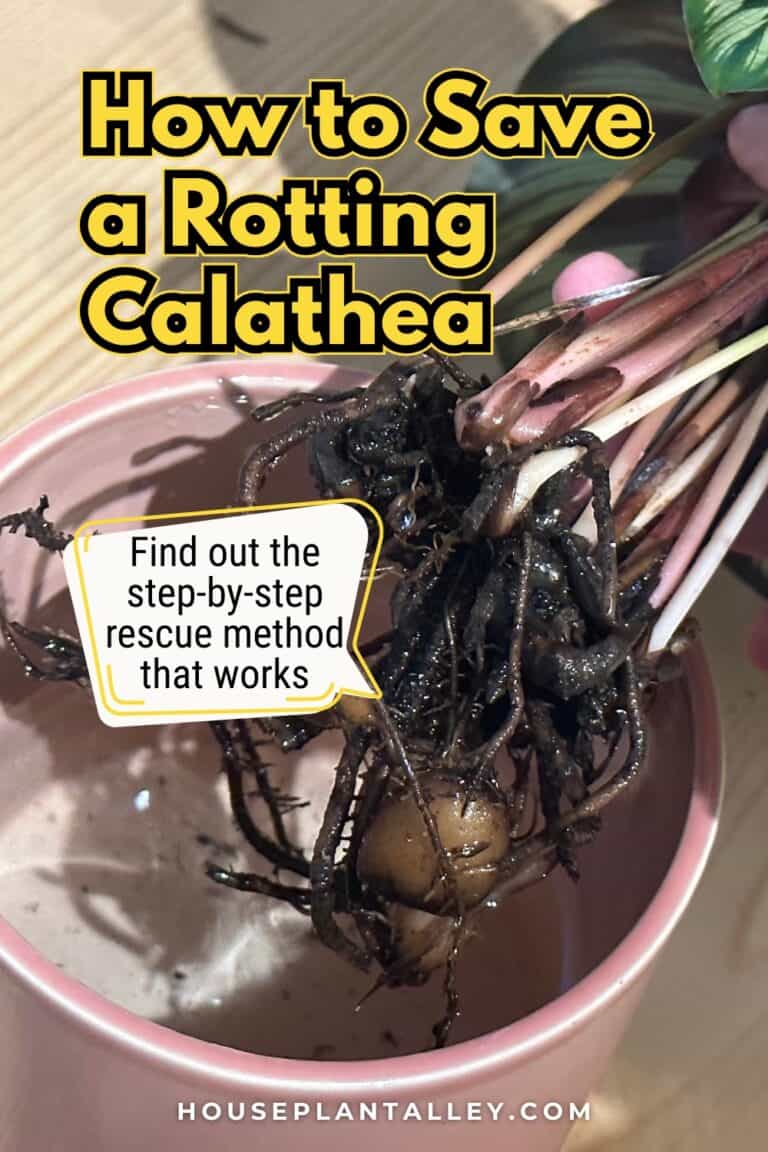 How to Fix Calathea Root Rot and Prevent Future Issues | Houseplant Alley