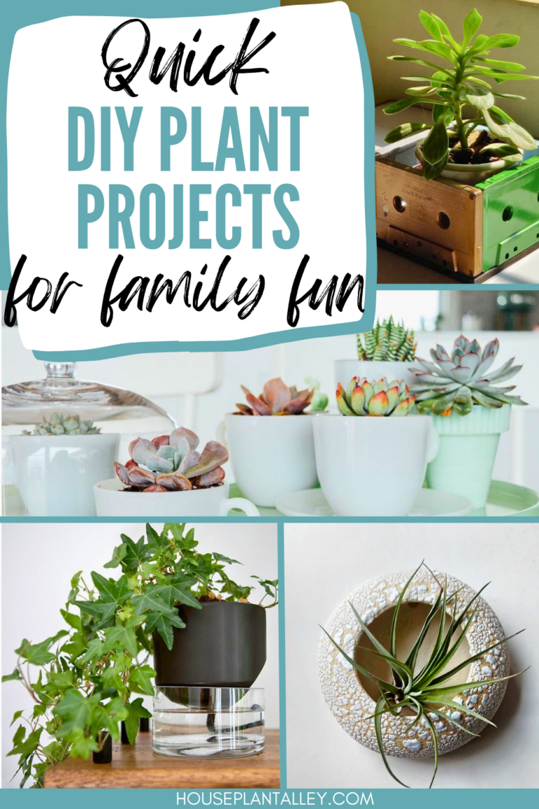 DIY Houseplant Projects: Transform Your Space with Easy and Fun Plant ...
