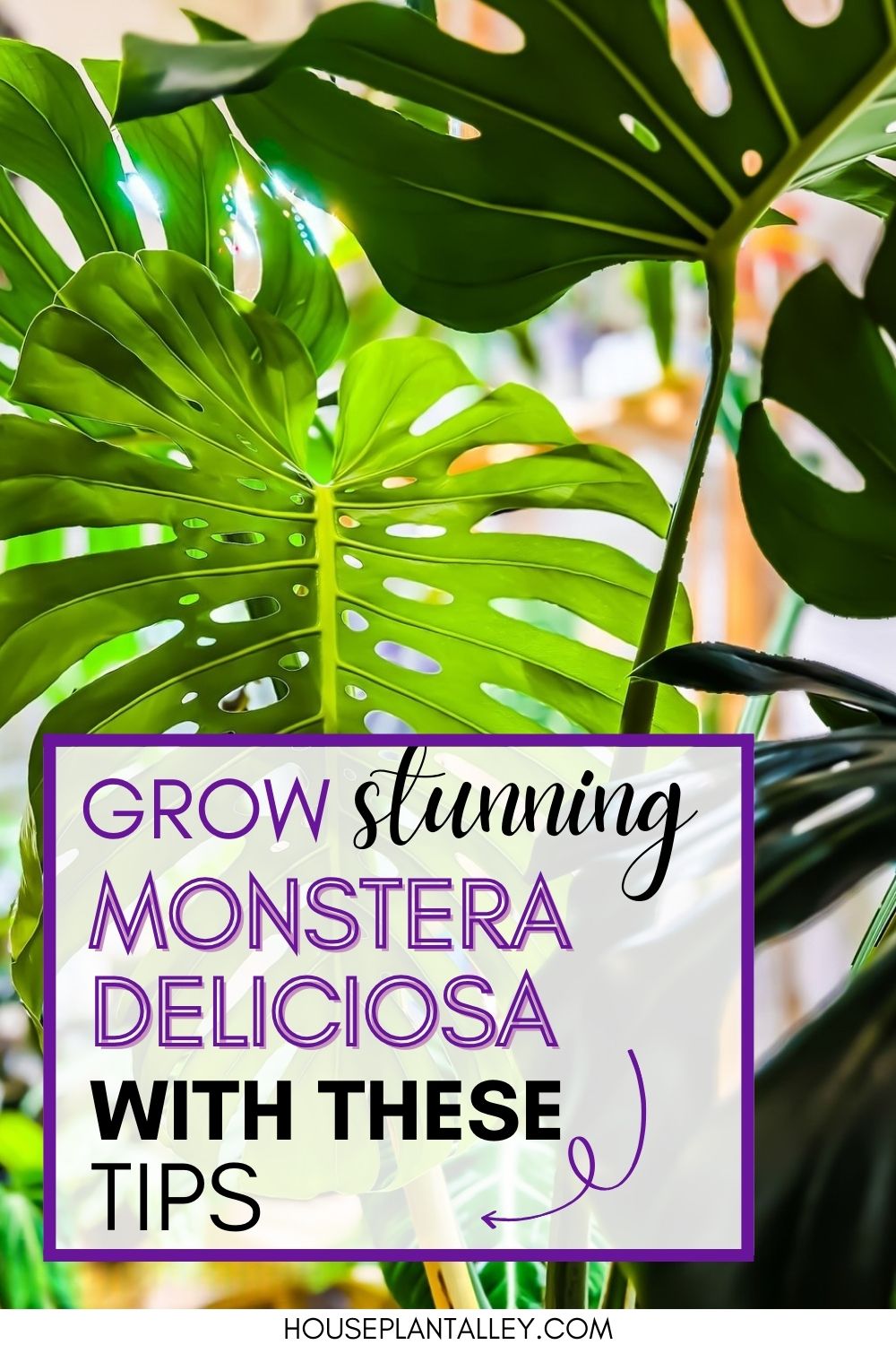 The Ultimate Guide to Growing Monstera Deliciosa Indoors | Houseplant Alley