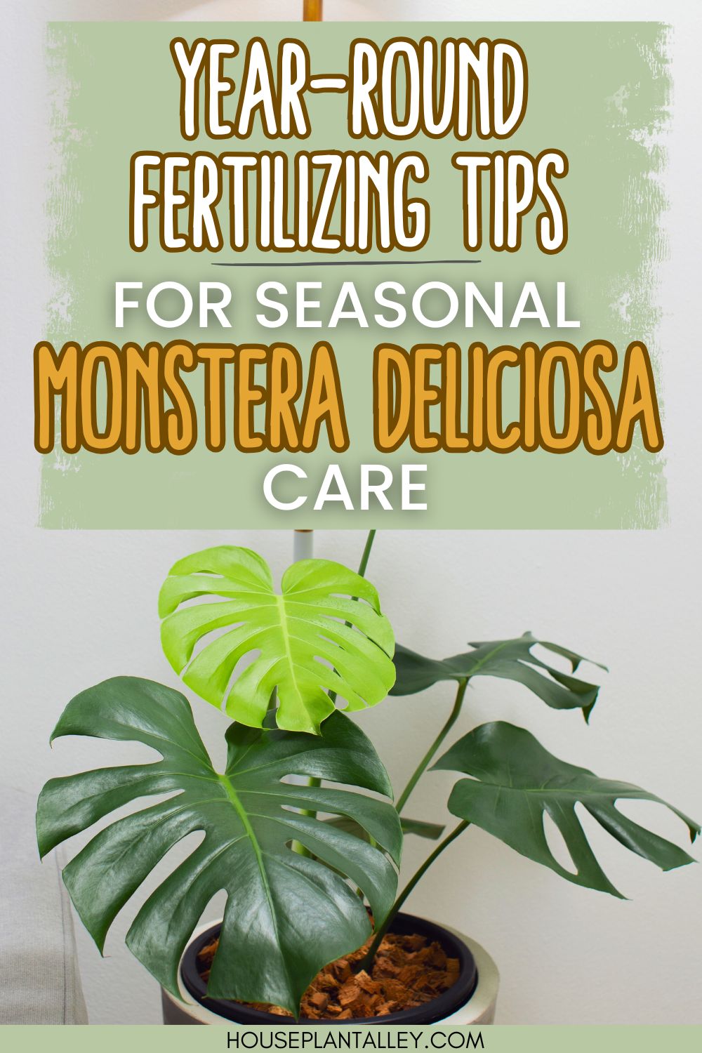 The Ultimate Guide to Fertilizing Your Monstera Deliciosa | Houseplant ...