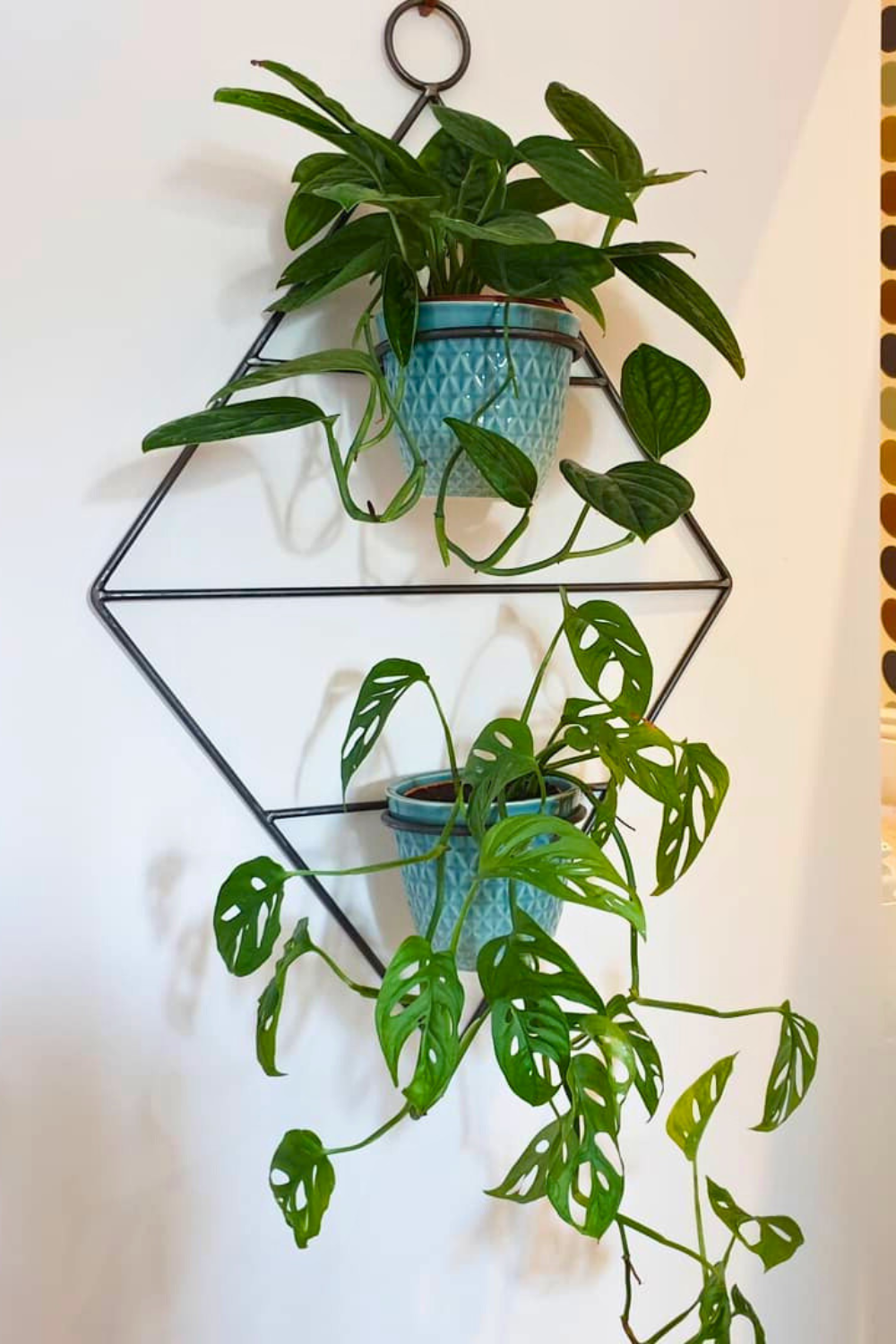 35 Wall Plant Ideas to Refresh Your Bedroom | Houseplant Alley