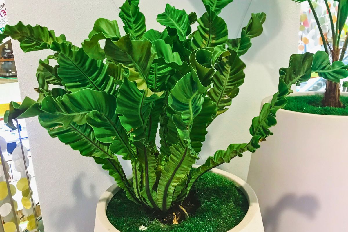 Indoor Care Guide for Bird's Nest Fern: Nurturing Lush Greenery in Your ...