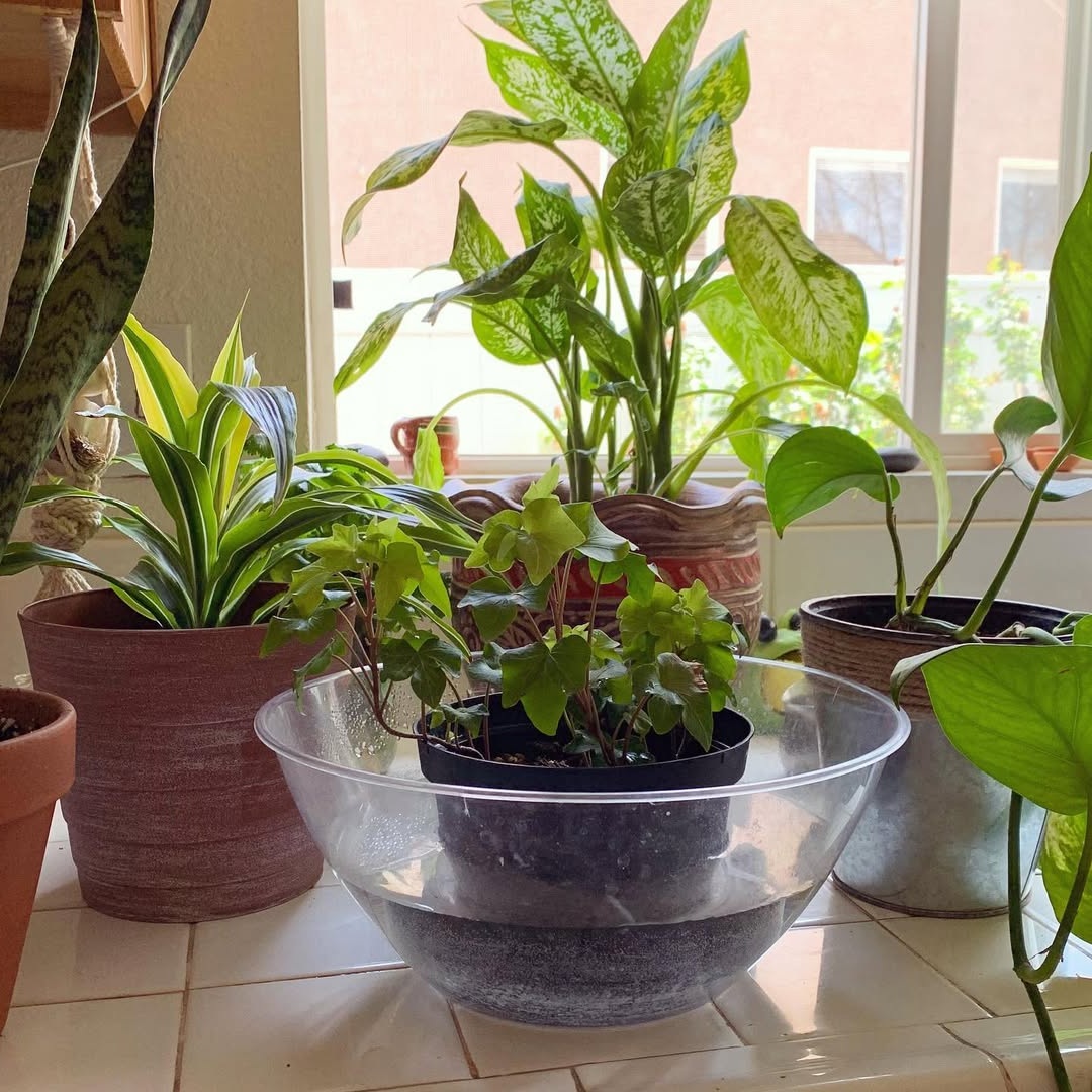 Indoor Plant Watering 101: Mastering Hydration Techniques for Thriving ...