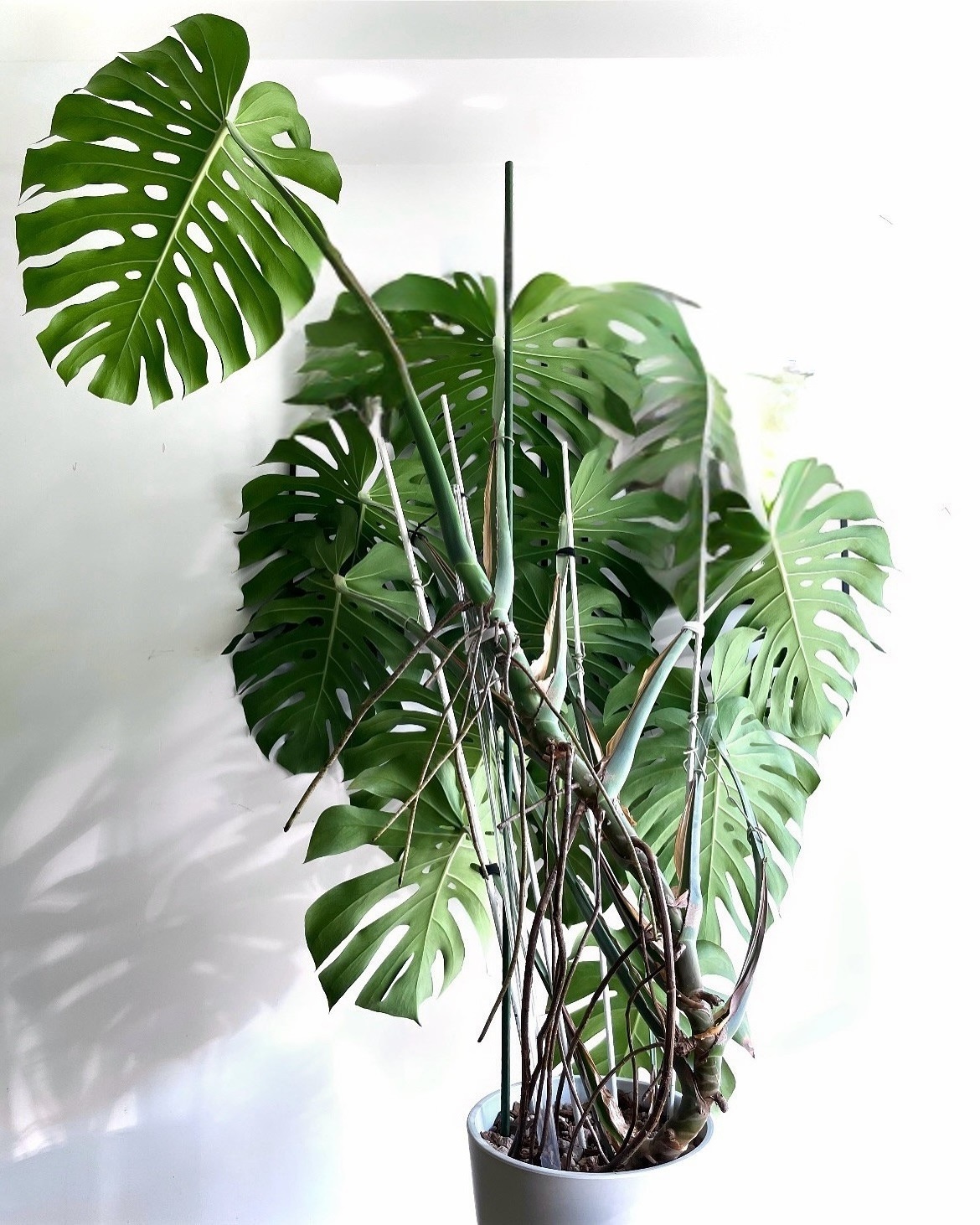 The Ultimate Guide to Training Your Monstera Deliciosa to Climb ...