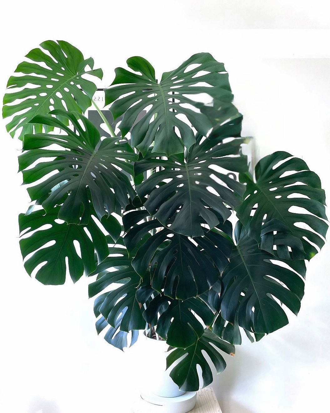 The Ultimate Guide to Training Your Monstera Deliciosa to Climb ...