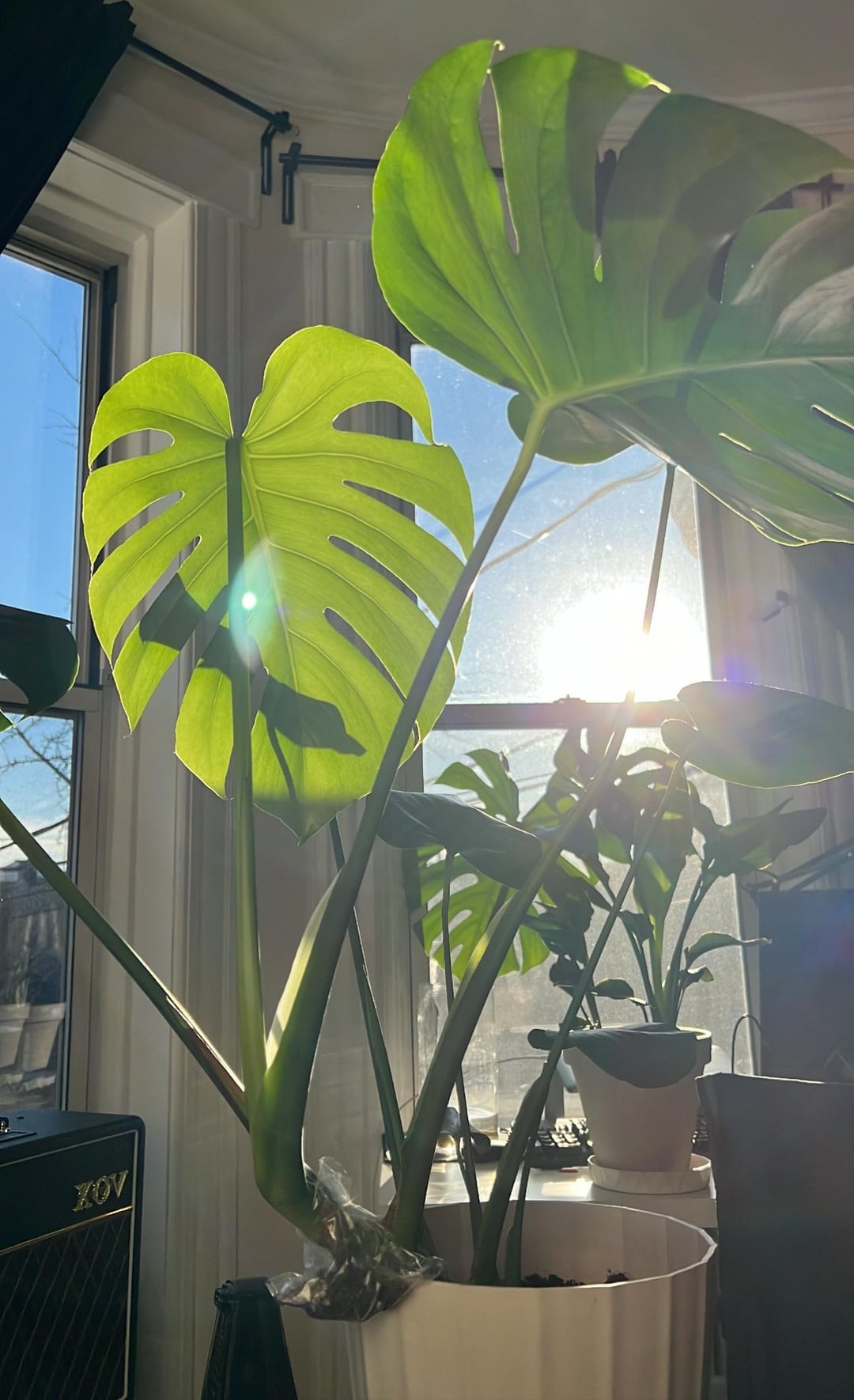 Monstera Deliciosa Lighting Guide: Simple Tips for Healthy Growth ...