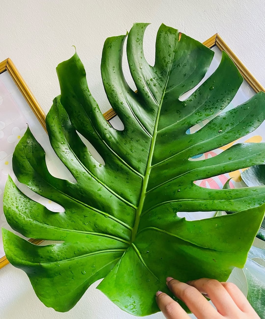 The Ultimate Guide to Fertilizing Your Monstera Deliciosa | Houseplant ...
