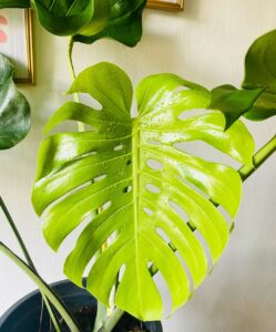 The Ultimate Guide to Fertilizing Your Monstera Deliciosa | Houseplant ...