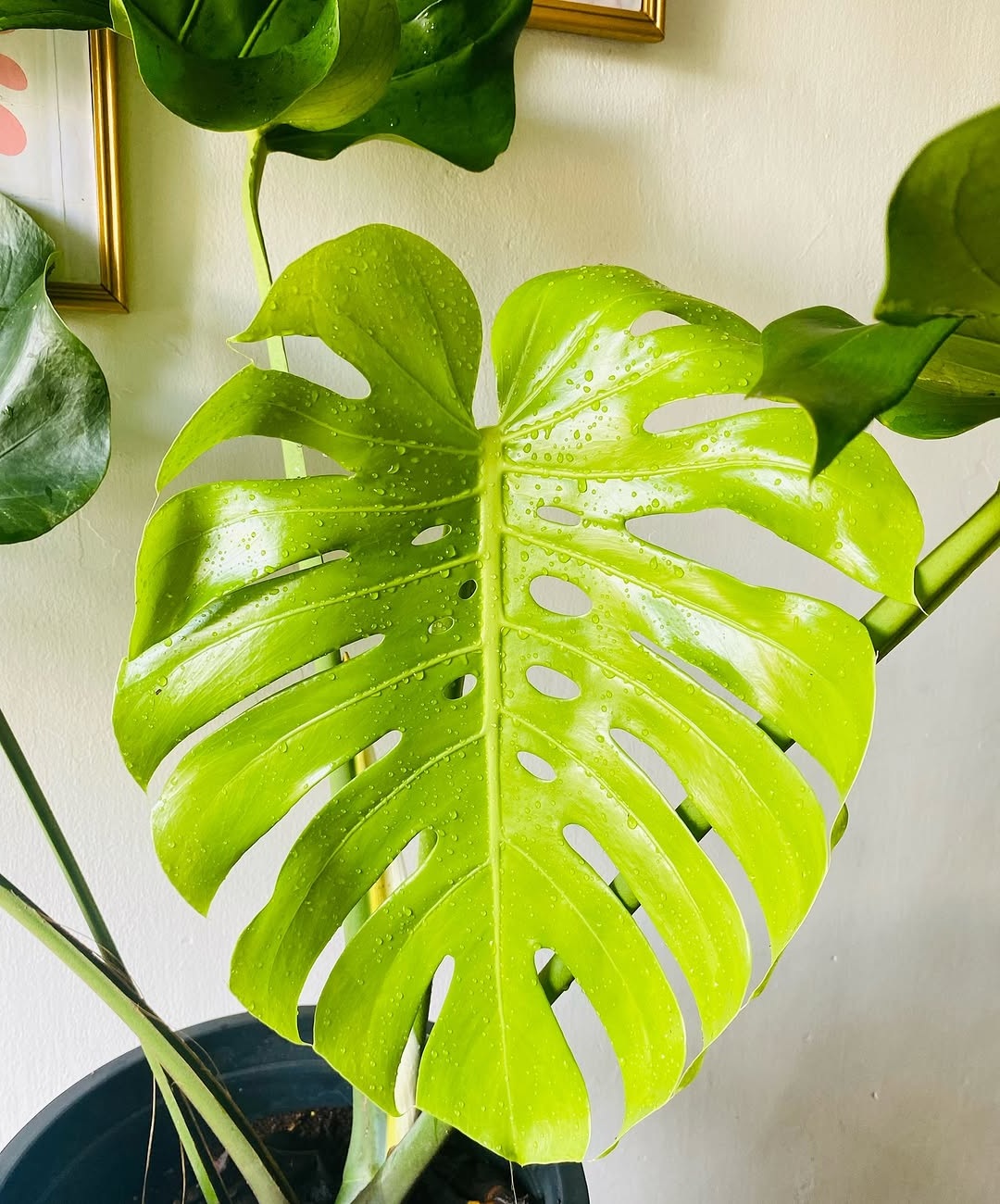 The Ultimate Guide to Fertilizing Your Monstera Deliciosa | Houseplant ...