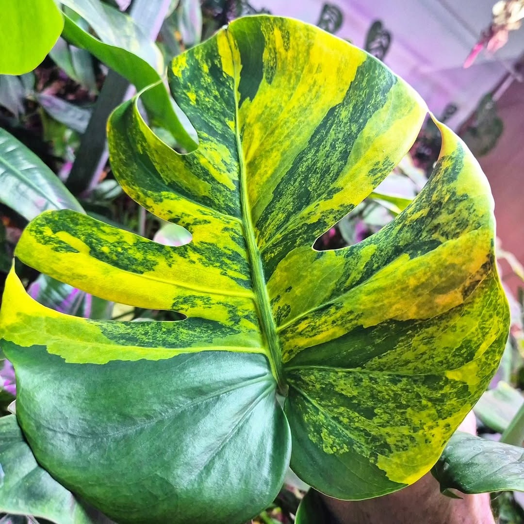 The Ultimate Guide to Fertilizing Your Monstera Deliciosa | Houseplant ...