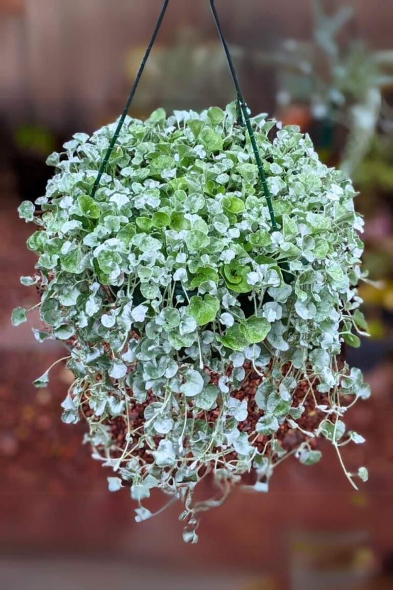 30 Gorgeous Hanging Plants to Bring Life to Your Bedroom | Houseplant Alley