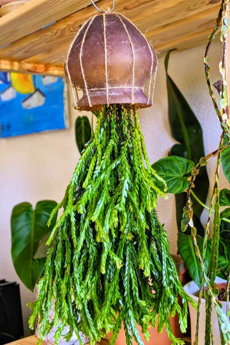 30 Gorgeous Hanging Plants to Bring Life to Your Bedroom | Houseplant Alley