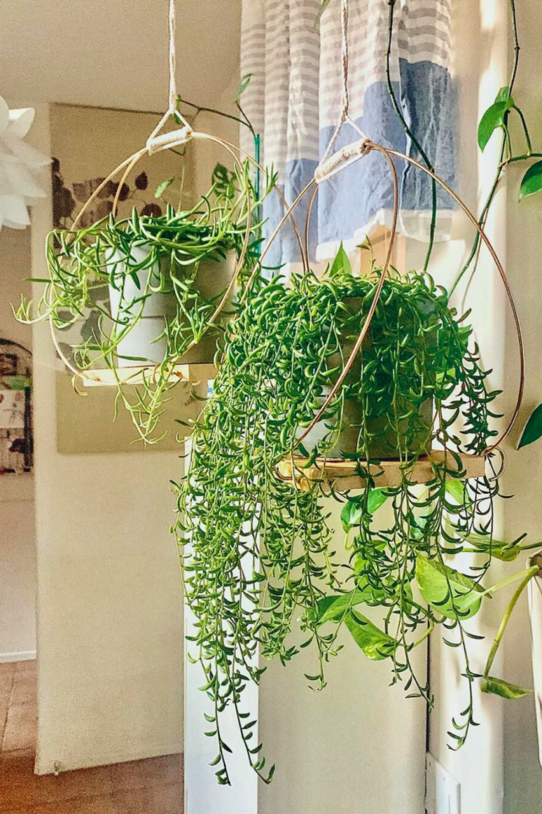 30 Gorgeous Hanging Plants to Bring Life to Your Bedroom | Houseplant Alley