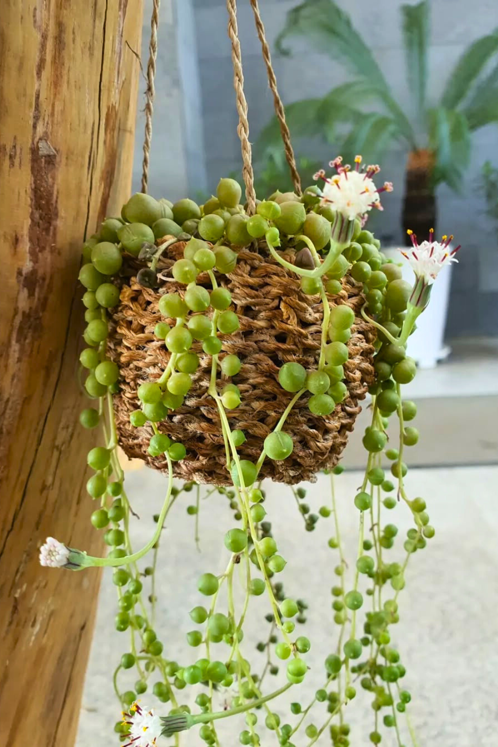 30 Gorgeous Hanging Plants to Bring Life to Your Bedroom | Houseplant Alley