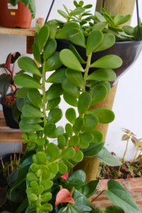 30 Gorgeous Hanging Plants to Bring Life to Your Bedroom | Houseplant Alley