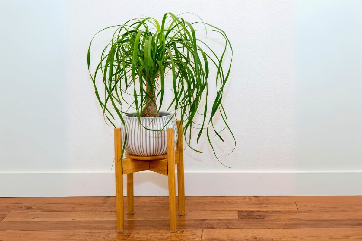 Caring for Ponytail Palms Indoors | Houseplant Alley
