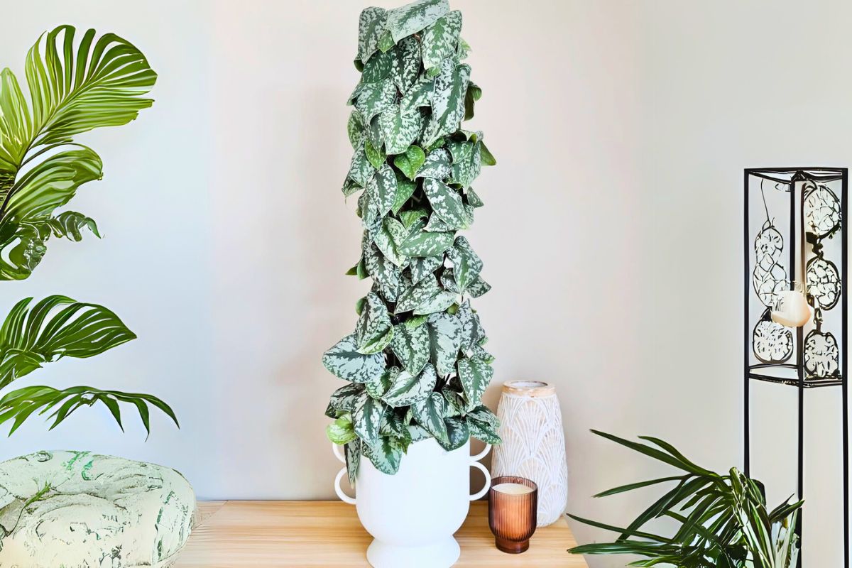 Growing and Caring for Scindapsus Pictus Indoors | Houseplant Alley