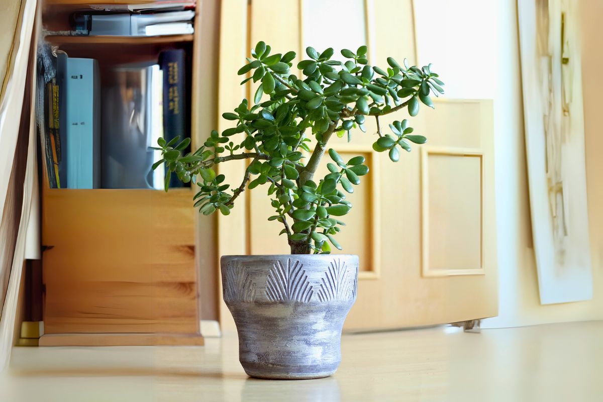 20 Best Indoor Plants for Dry Homes and Low Humidity | Houseplant Alley