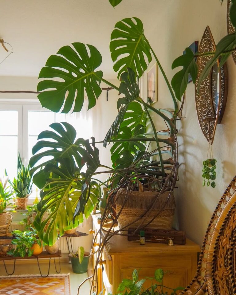 The Ultimate Guide to Growing Monstera Deliciosa Indoors | Houseplant Alley