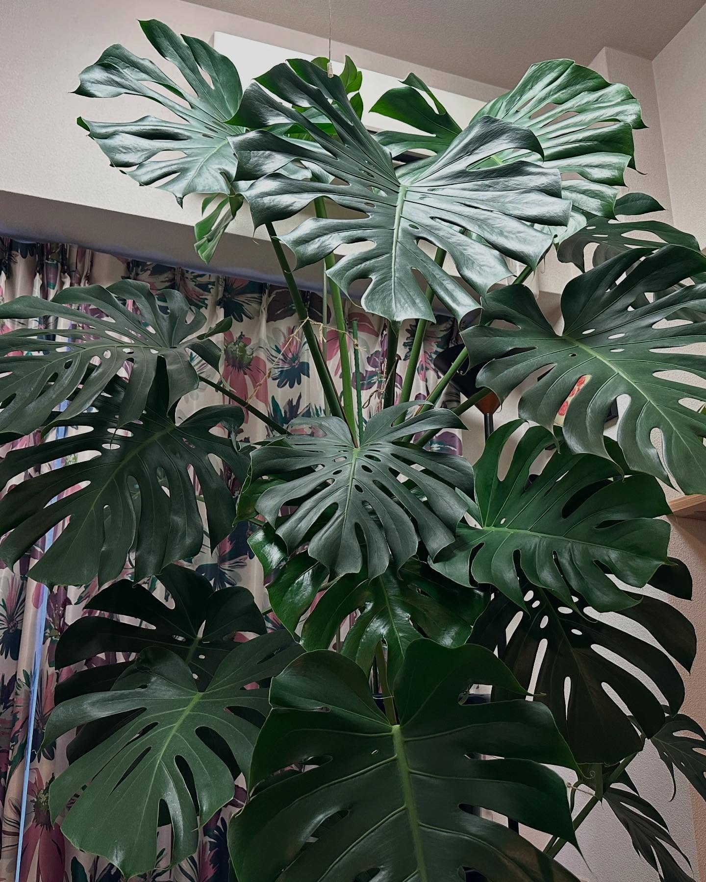 The Ultimate Guide to Training Your Monstera Deliciosa to Climb ...