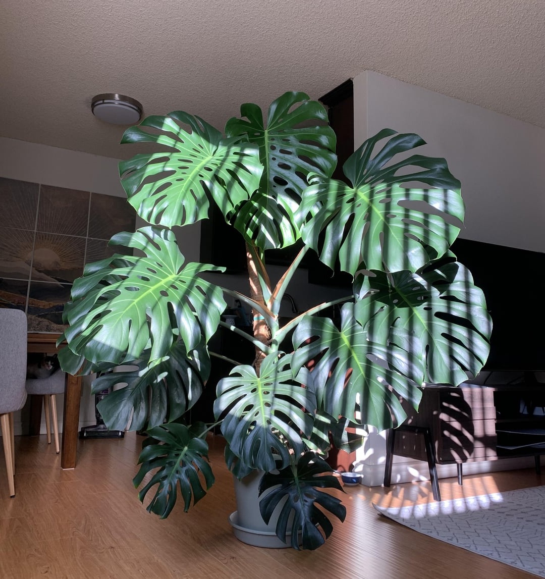 Monstera Deliciosa Lighting Guide: Simple Tips for Healthy Growth ...