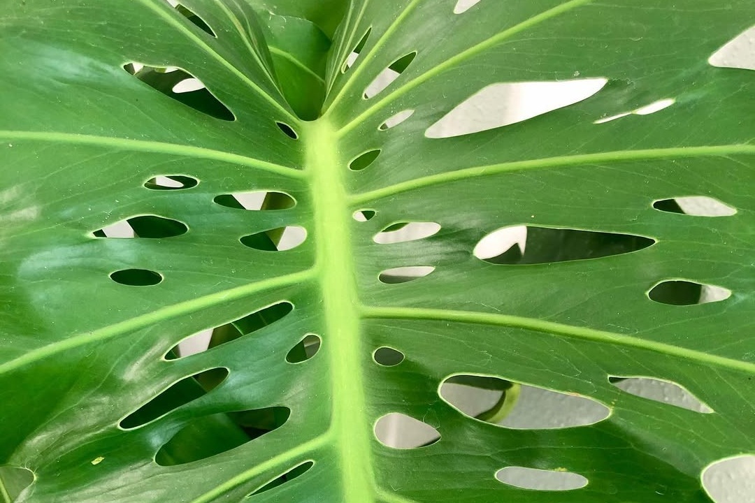 Monstera Deliciosa: The Art and Science of Fenestration | Houseplant Alley
