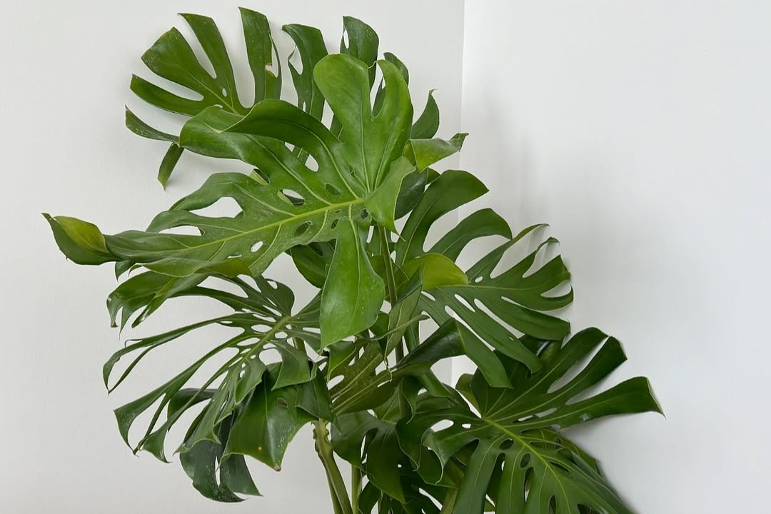 The Ultimate Guide to Fertilizing Your Monstera Deliciosa | Houseplant ...