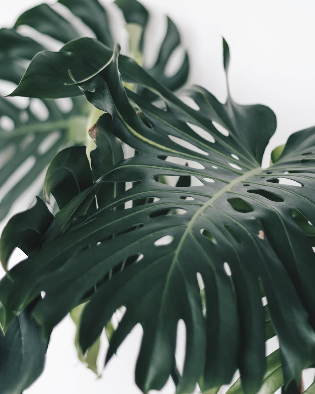 The Ultimate Guide to Growing Monstera Deliciosa Indoors | Houseplant Alley