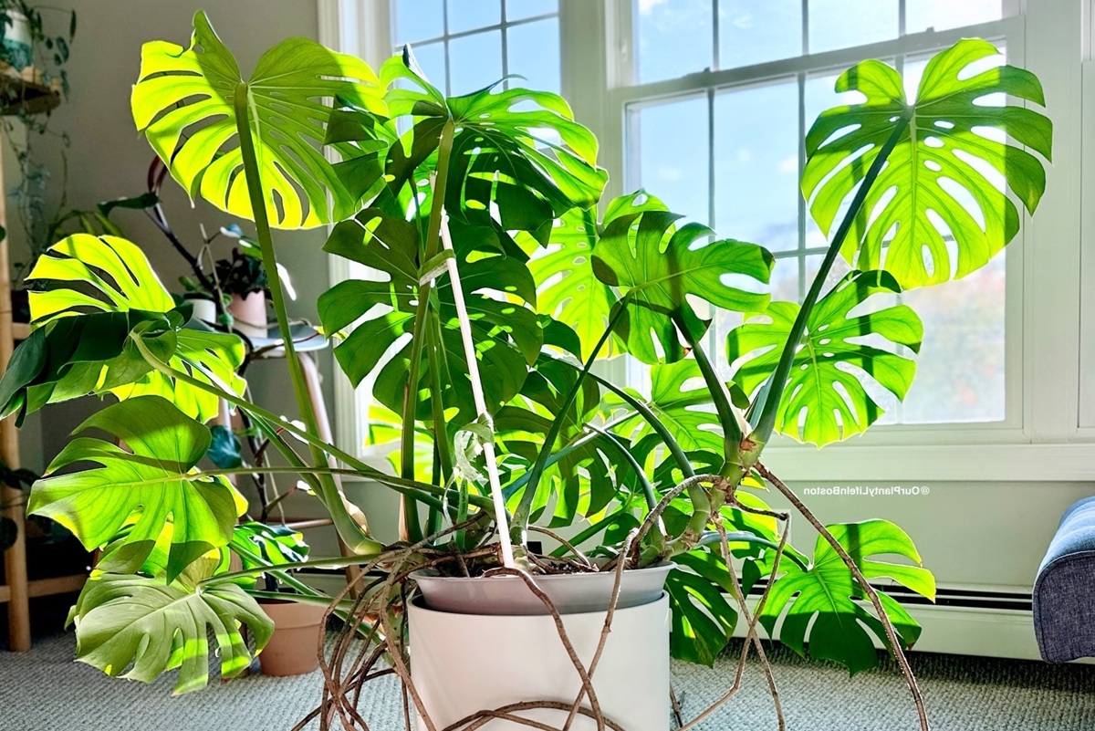 Monstera Deliciosa Lighting Guide: Simple Tips for Healthy Growth ...