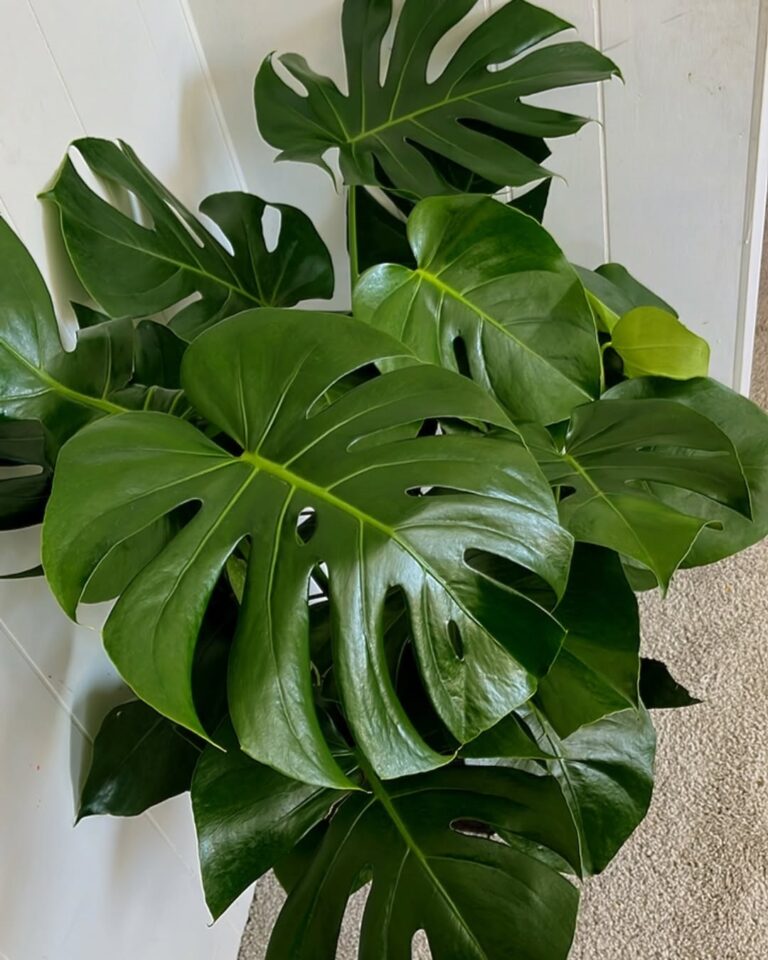 The Ultimate Guide to Growing Monstera Deliciosa Indoors | Houseplant Alley