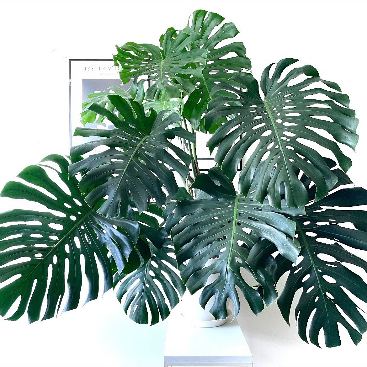 The Ultimate Guide to Training Your Monstera Deliciosa to Climb ...