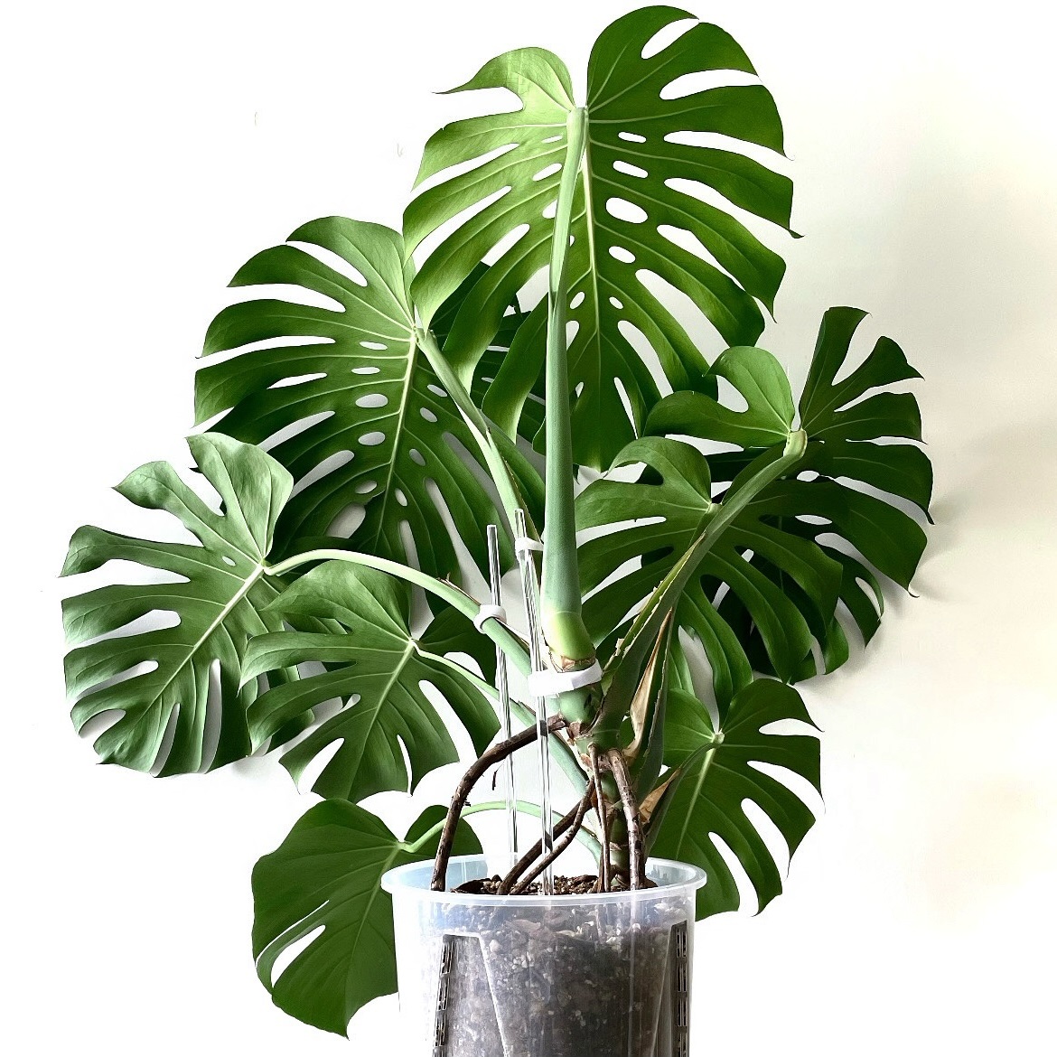 The Ultimate Guide to Training Your Monstera Deliciosa to Climb ...