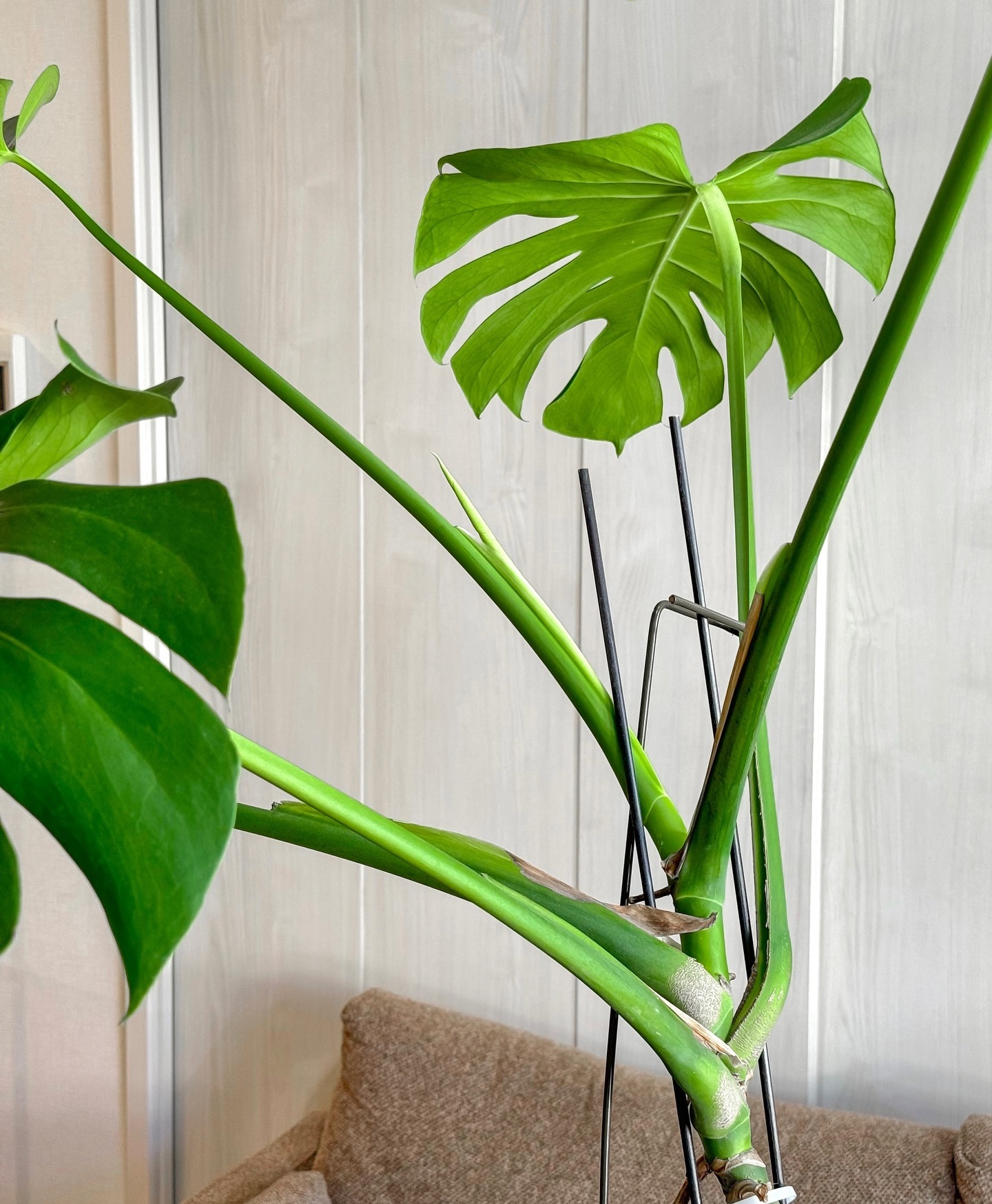 The Ultimate Guide to Training Your Monstera Deliciosa to Climb ...