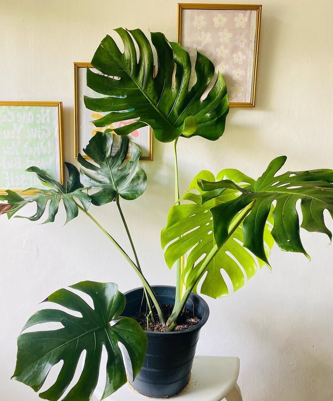 The Ultimate Guide to Fertilizing Your Monstera Deliciosa | Houseplant ...