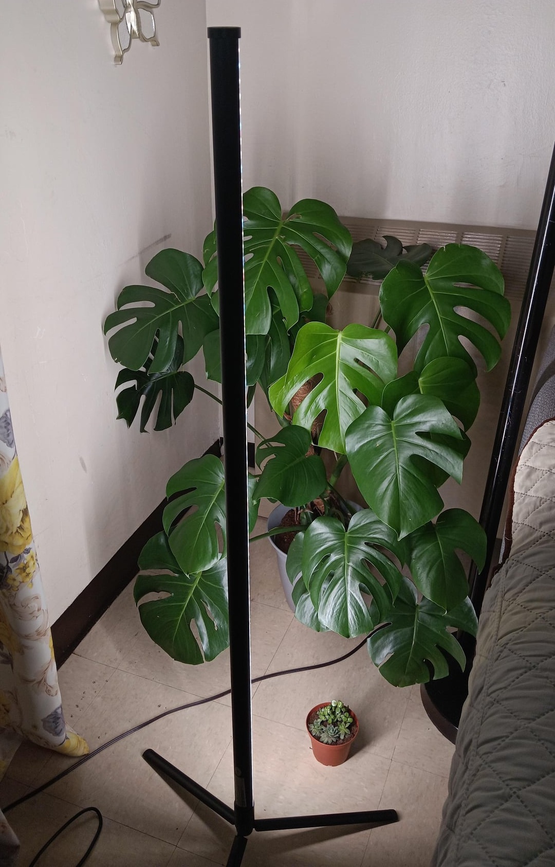 Monstera Deliciosa Lighting Guide: Simple Tips for Healthy Growth ...