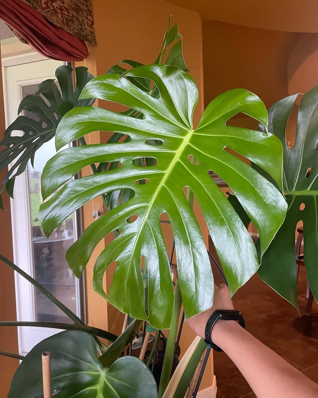 Monstera Deliciosa: The Art and Science of Fenestration | Houseplant Alley