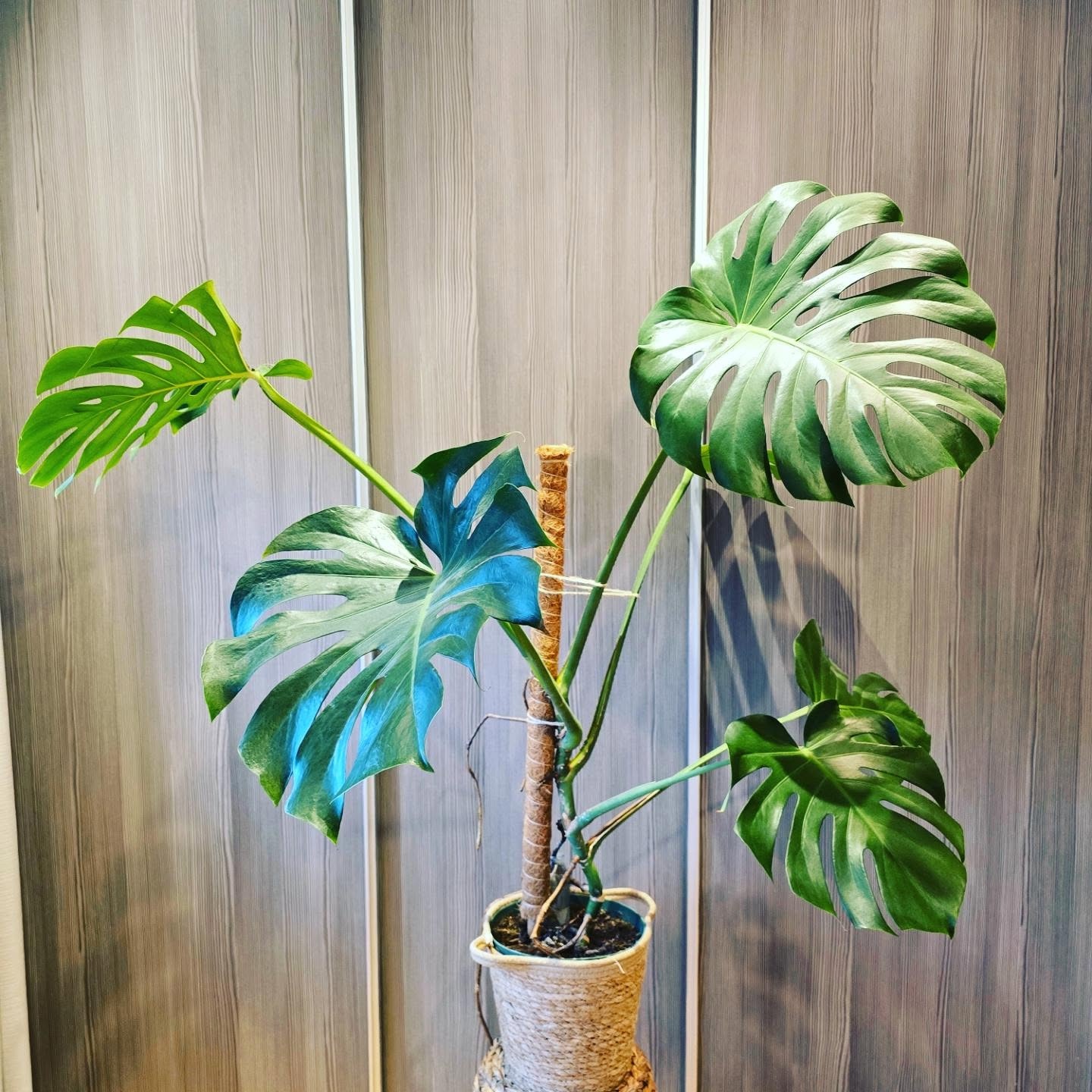 The Ultimate Guide to Training Your Monstera Deliciosa to Climb ...