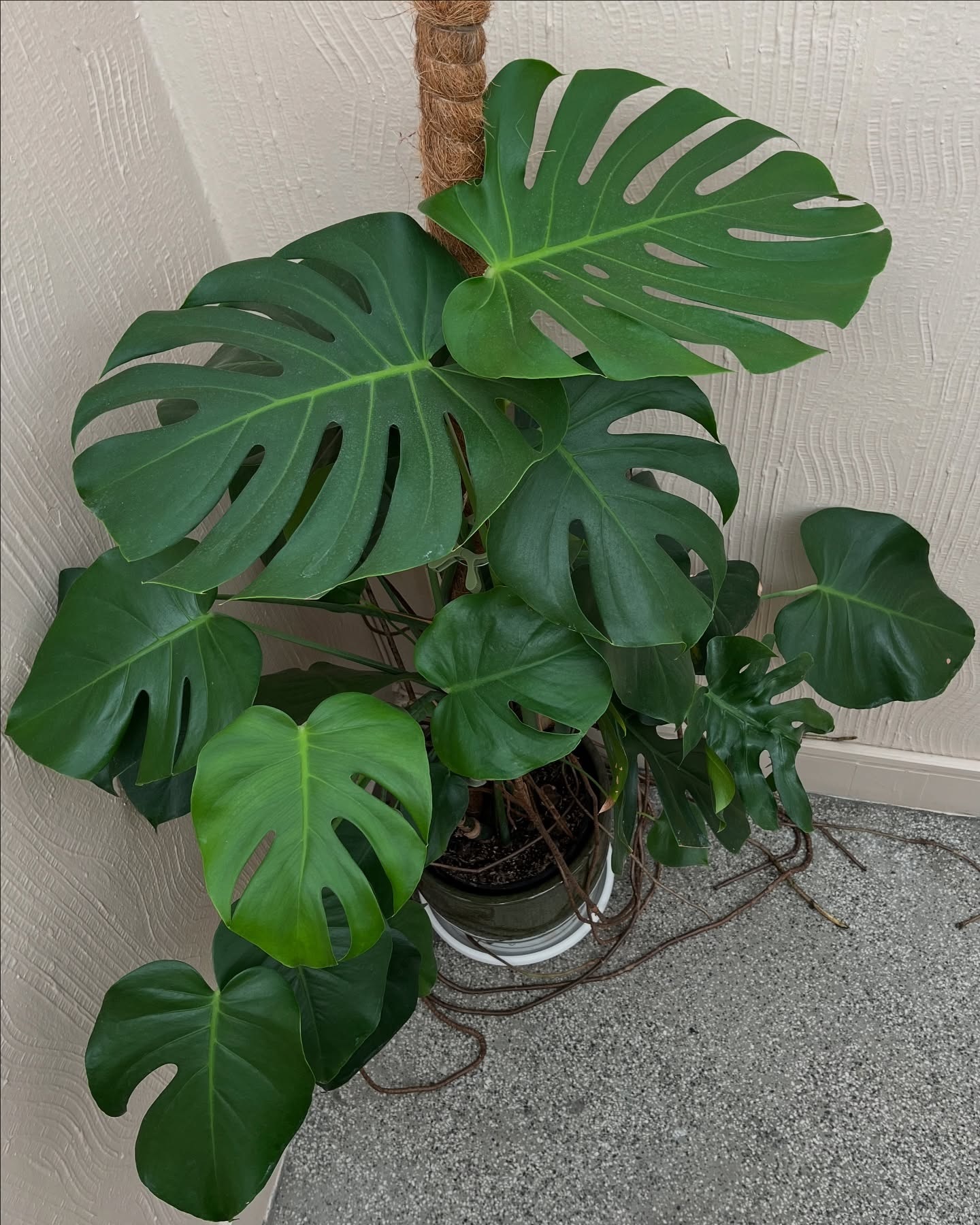 The Ultimate Guide to Training Your Monstera Deliciosa to Climb ...