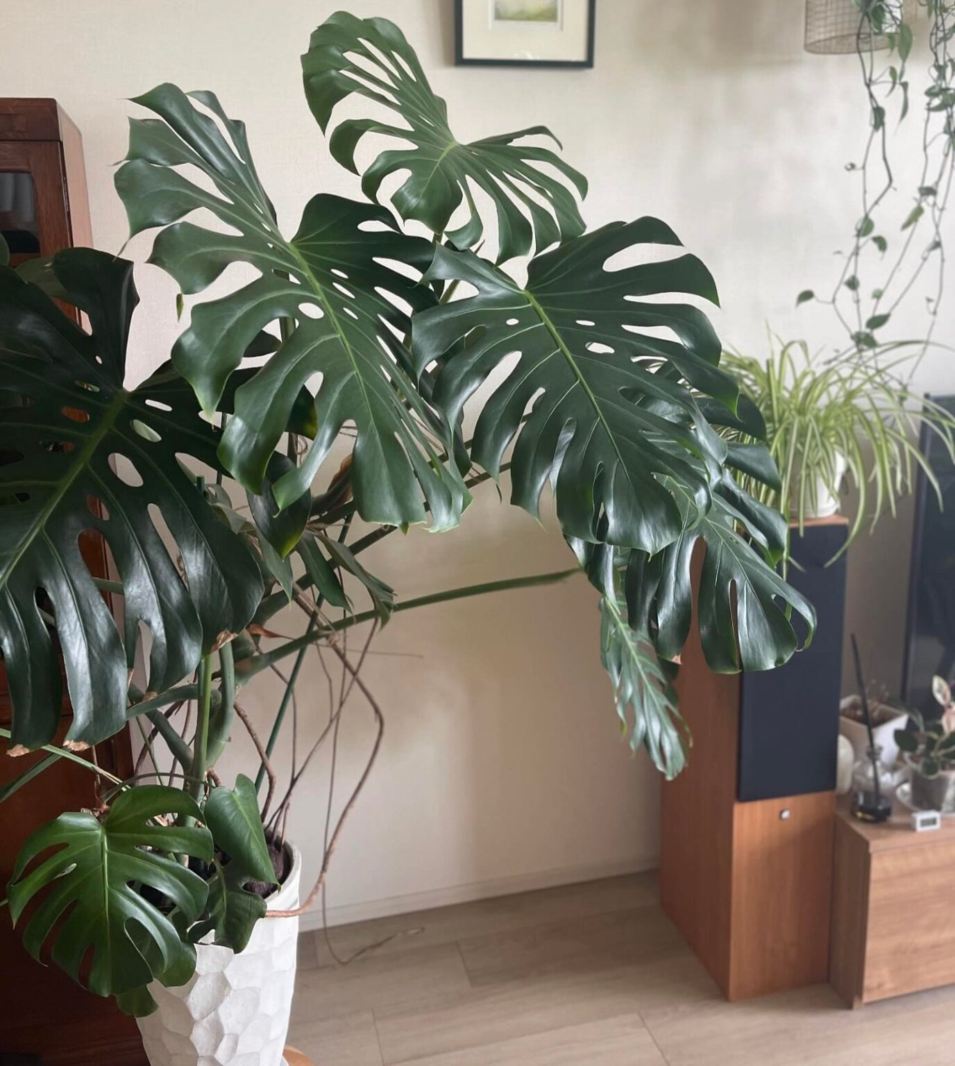 The Ultimate Guide to Training Your Monstera Deliciosa to Climb ...