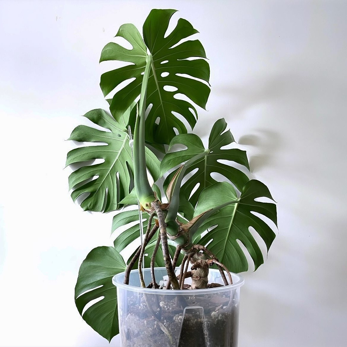 The Ultimate Guide to Training Your Monstera Deliciosa to Climb ...