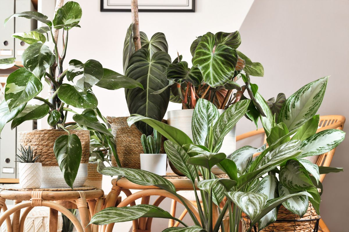 19 Top Houseplants for Spring: Your Ultimate Guide to Fresh and Vibrant ...