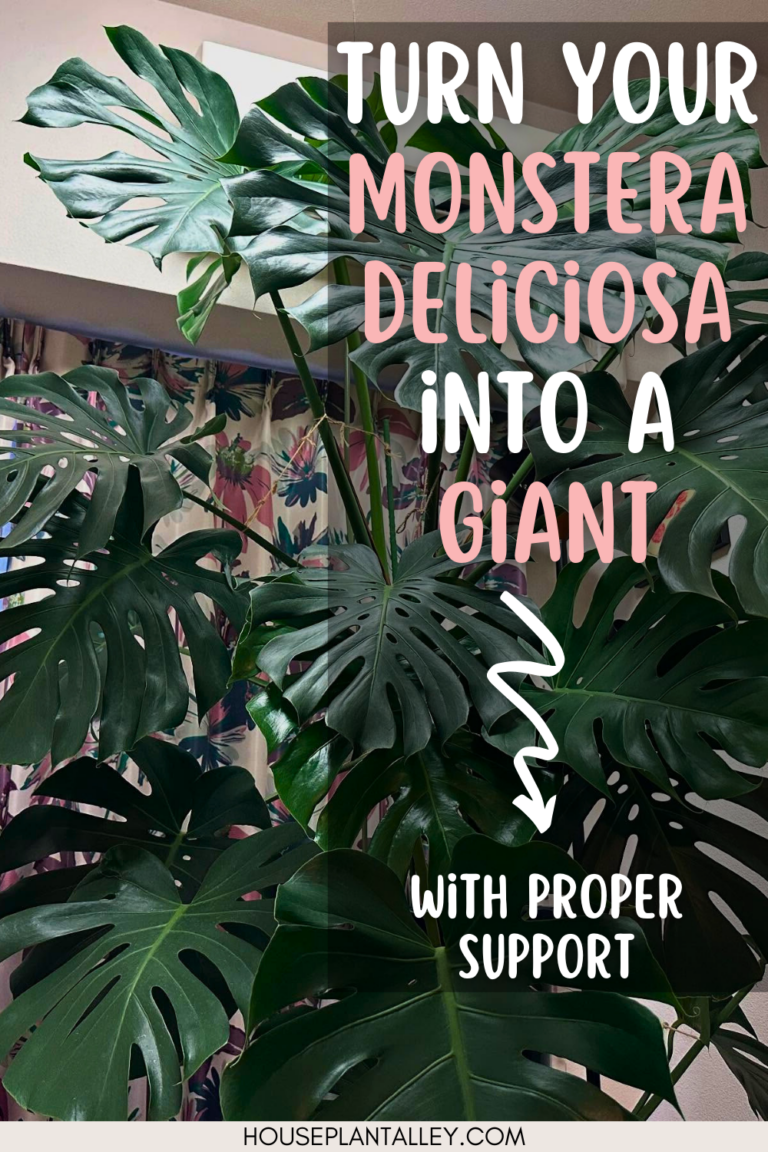 The Ultimate Guide to Training Your Monstera Deliciosa to Climb ...