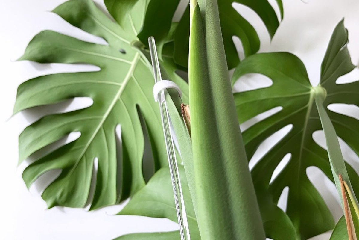 The Ultimate Guide to Training Your Monstera Deliciosa to Climb ...