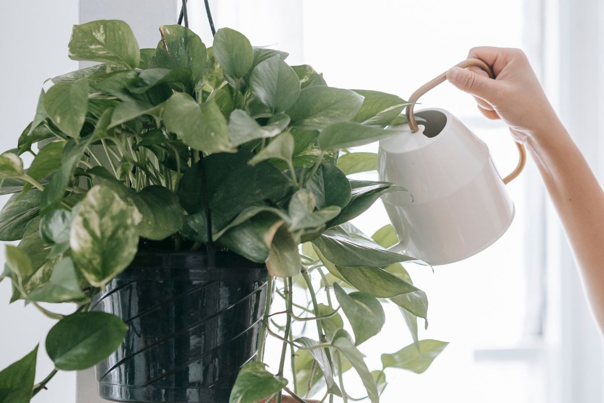Indoor Plant Watering 101: Mastering Hydration Techniques for Thriving ...