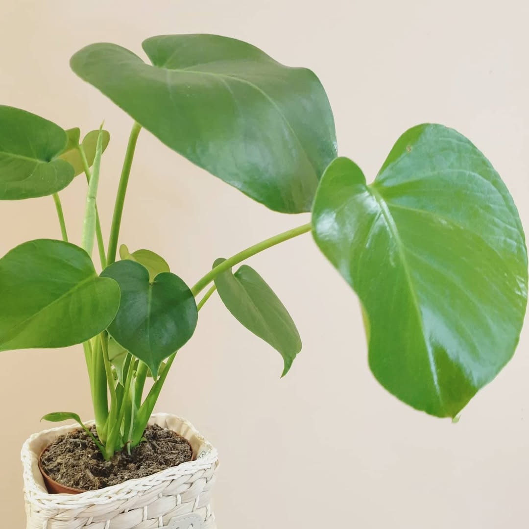 Monstera Deliciosa: The Art and Science of Fenestration | Houseplant Alley