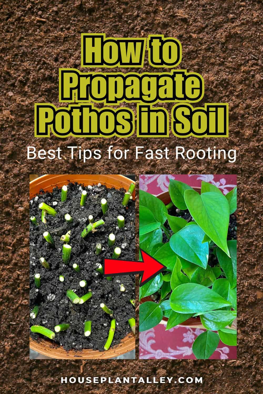 How To Propagate Pothos In Soil | Houseplant Alley