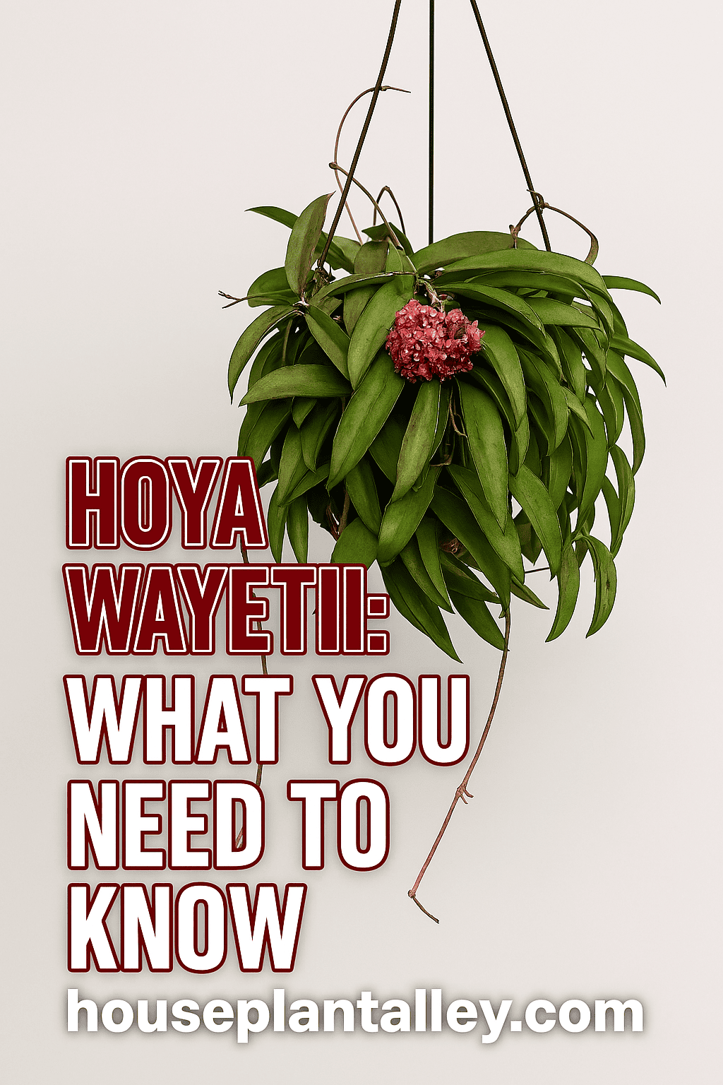 Everything You Need to Know About Hoya Wayetii | Houseplant Alley