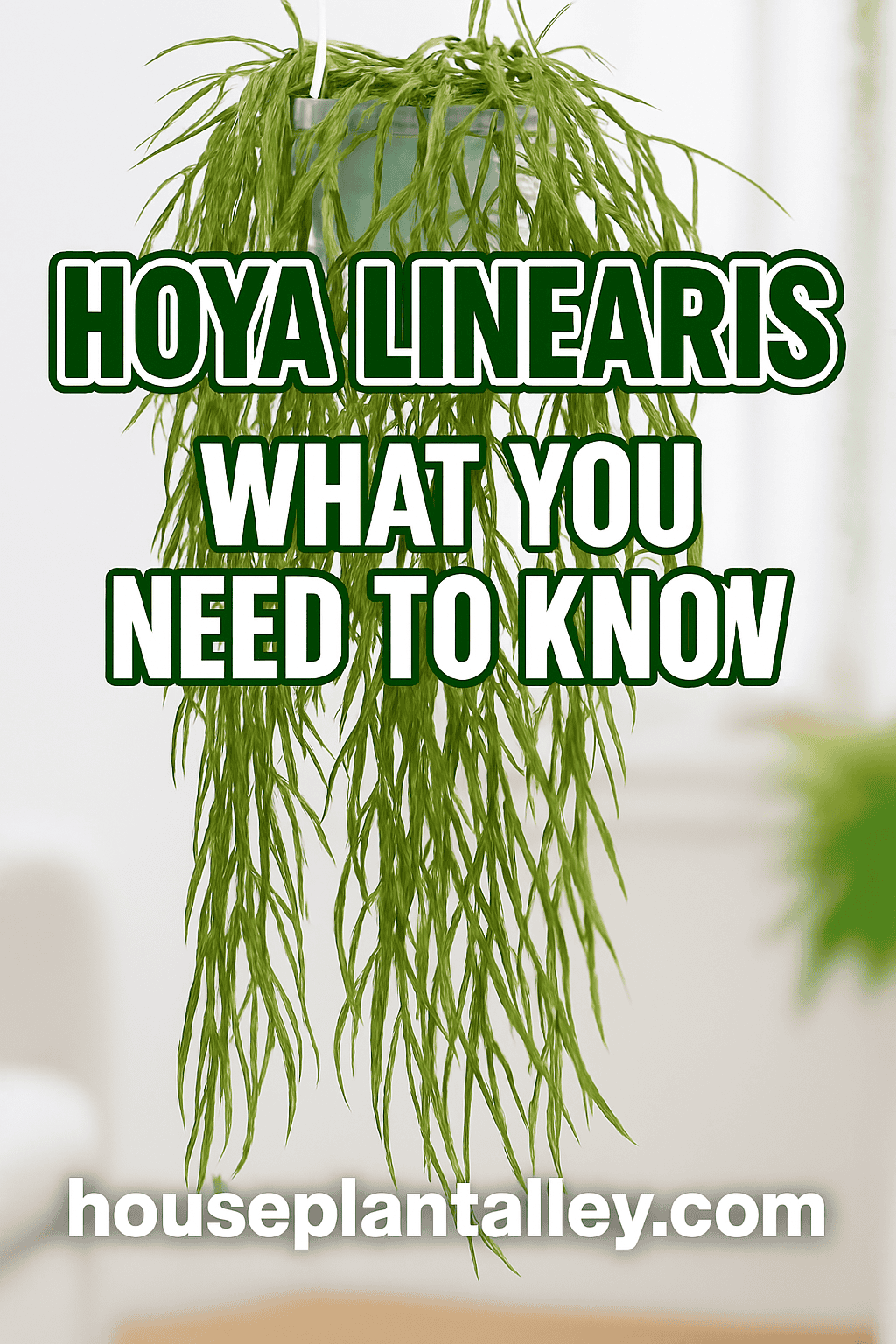 Everything You Need to Know About Hoya Linearis | Houseplant Alley